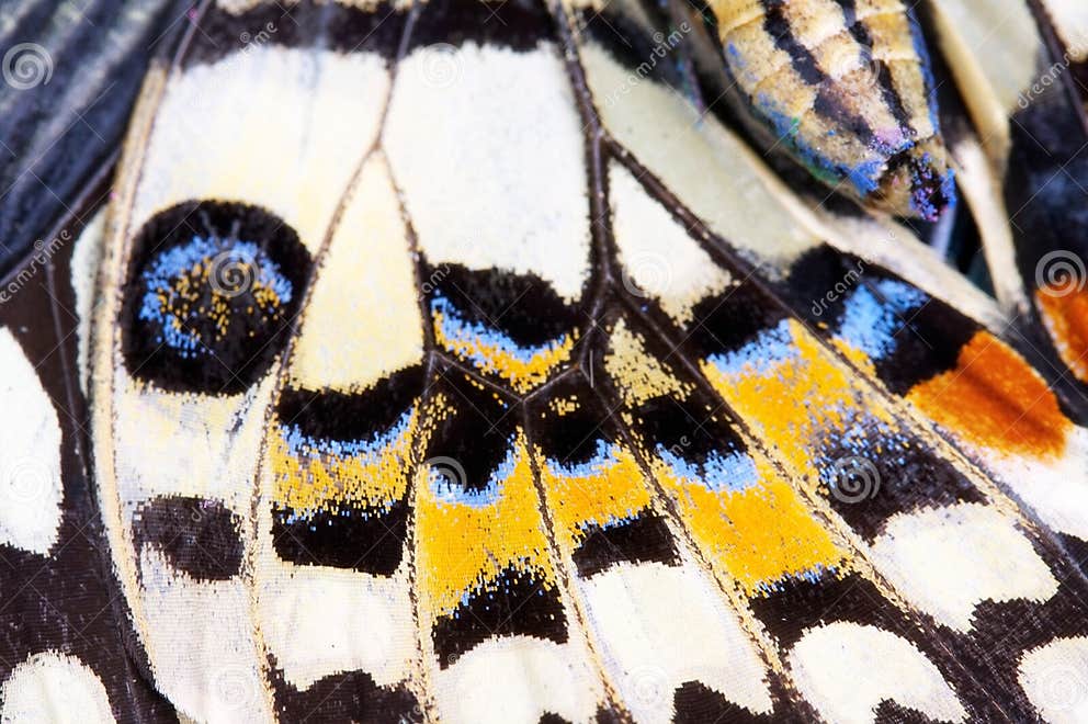 Butterfly wing stock photo. Image of butterfly, abstrect - 11474280