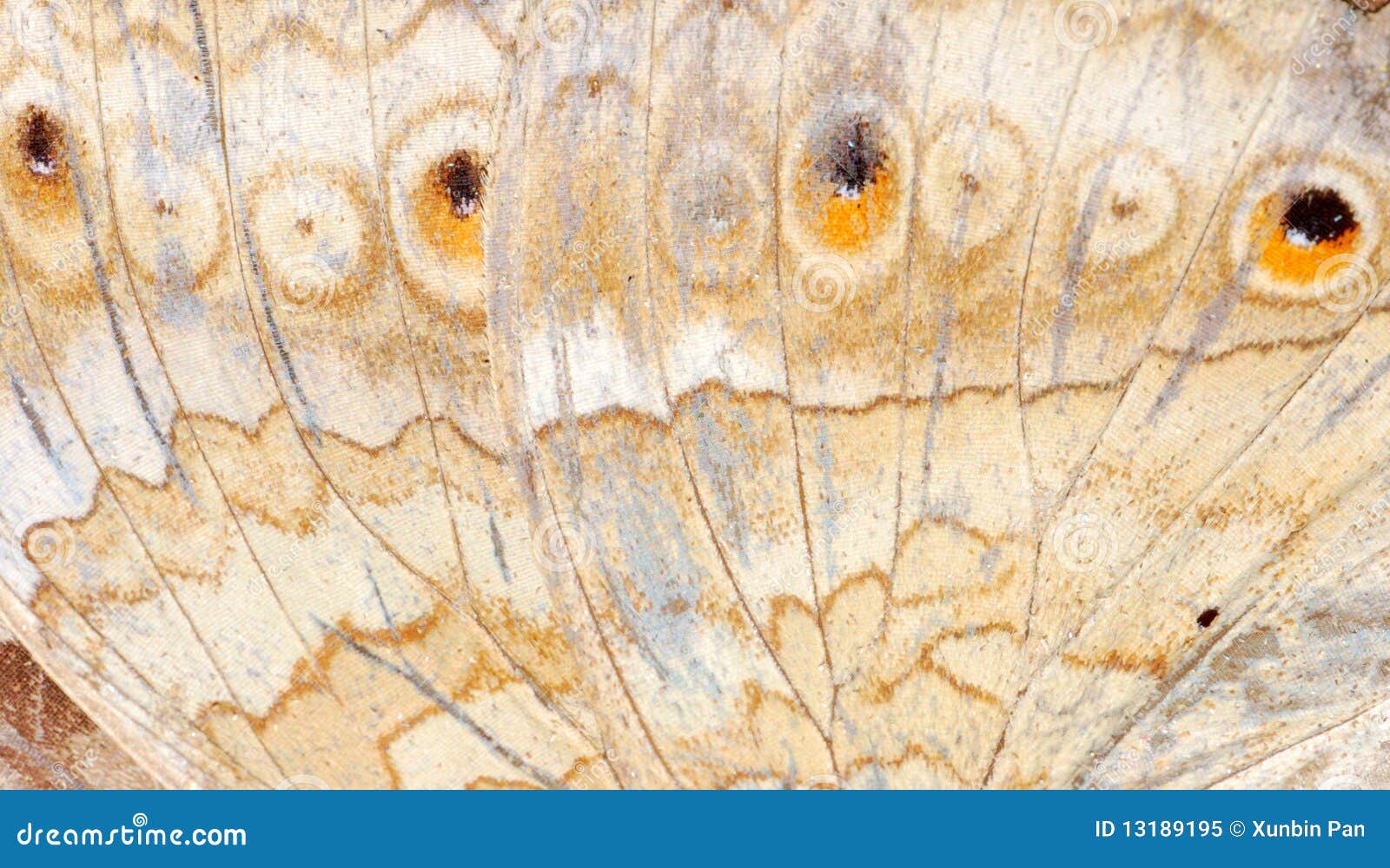 Butterfly wing stock image. Image of lightsome, layers - 13189195