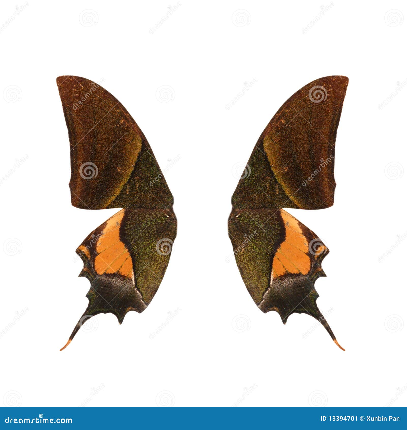 Butterfly wing stock image. Image of designer, element - 13394701