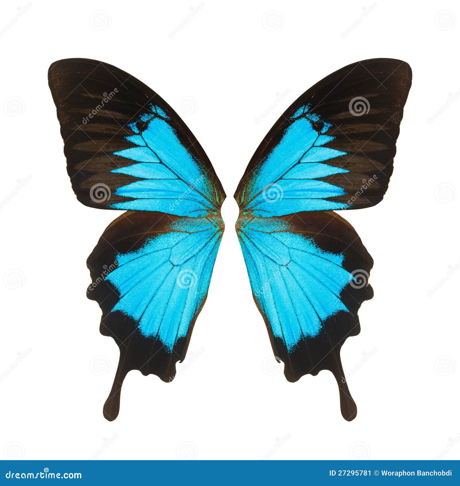 Butterfly wing stock image. Image of butterfly, monarch - 27295781