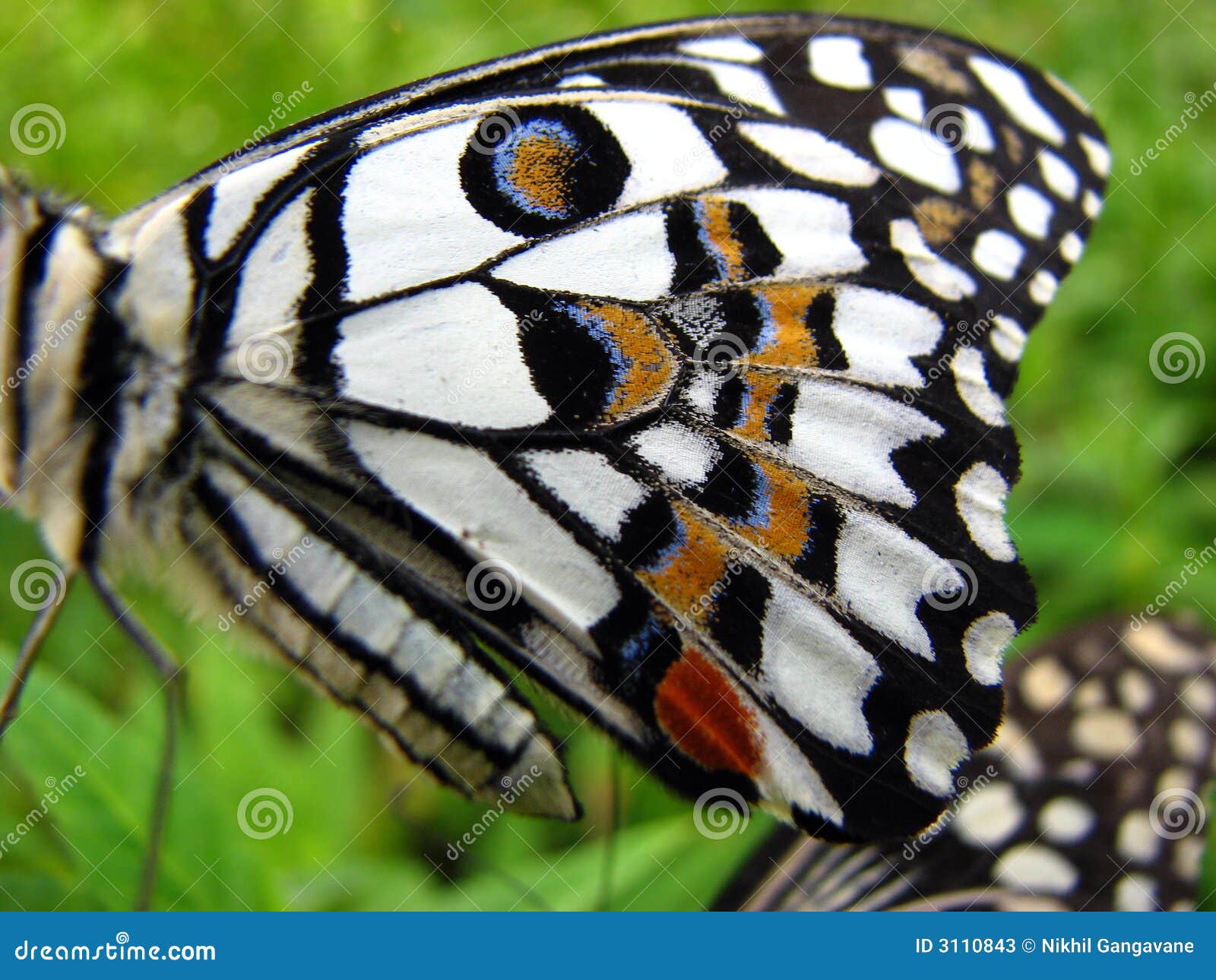 Butterfly Wing stock image. Image of wing, colourful, designs - 3110843