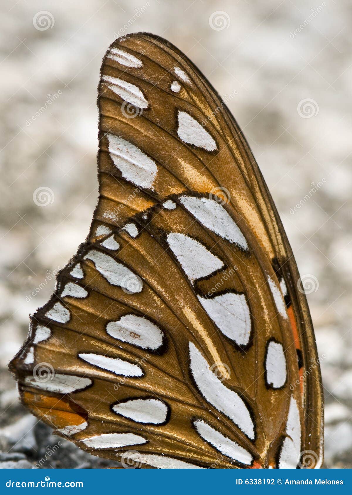 Butterfly wing stock photo. Image of animal, closeup, insect - 6338192