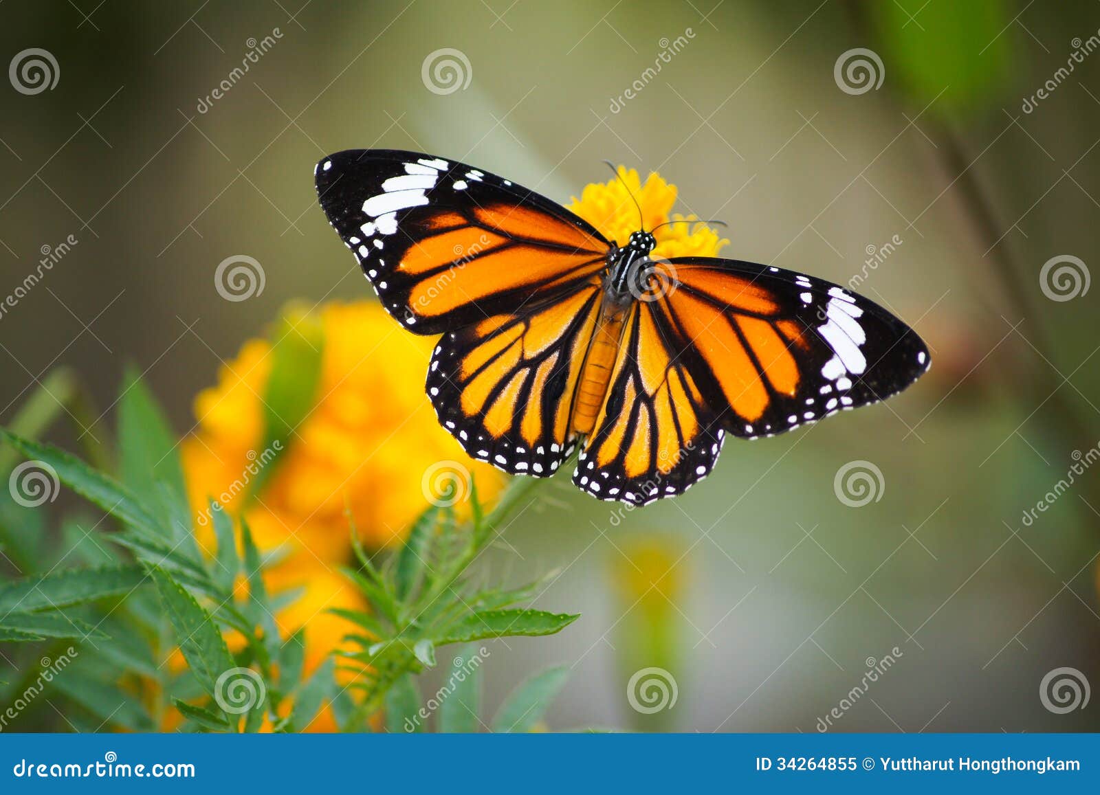 Butterfly wing beautiful stock image. Image of vertical - 34264855
