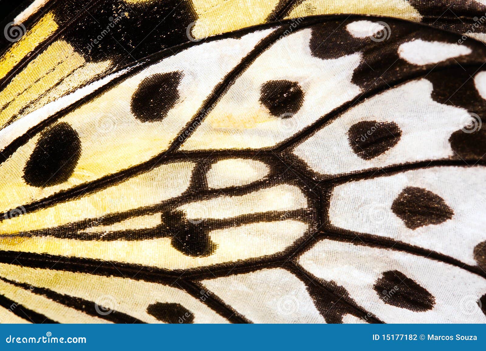 Butterfly Wing Close Up