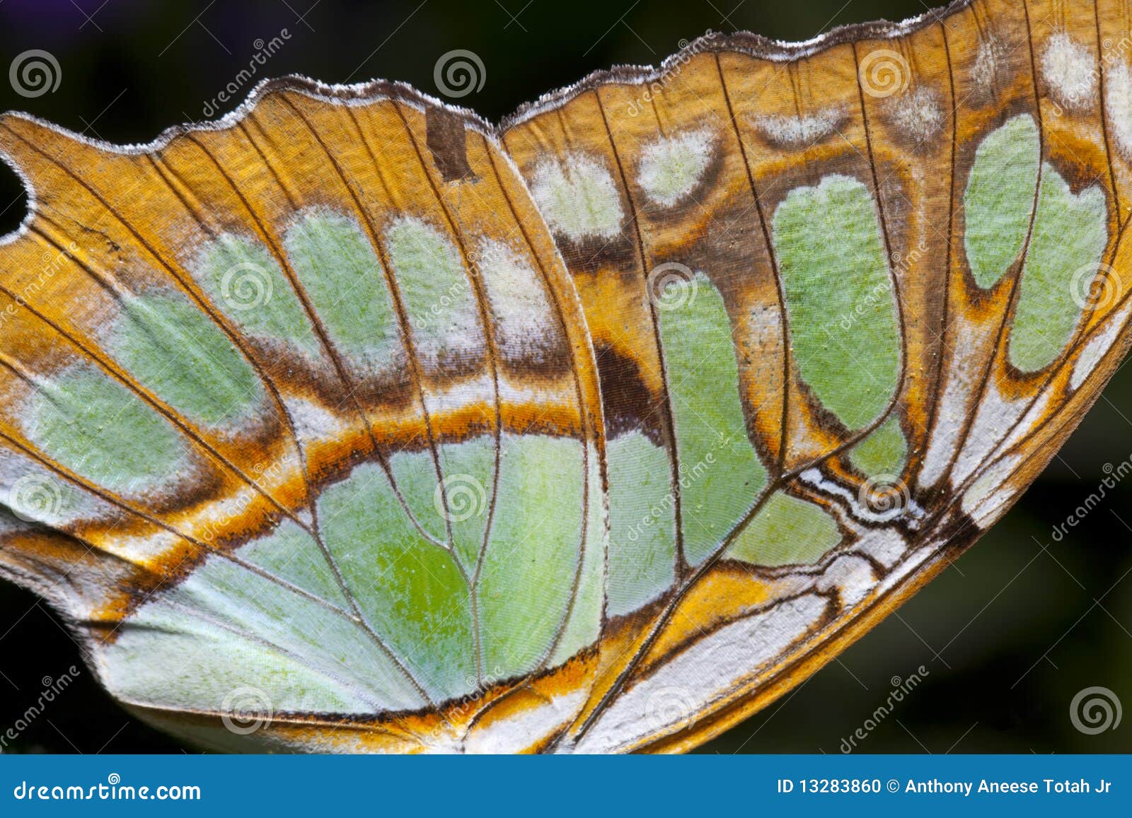 Moth Wing Close Up