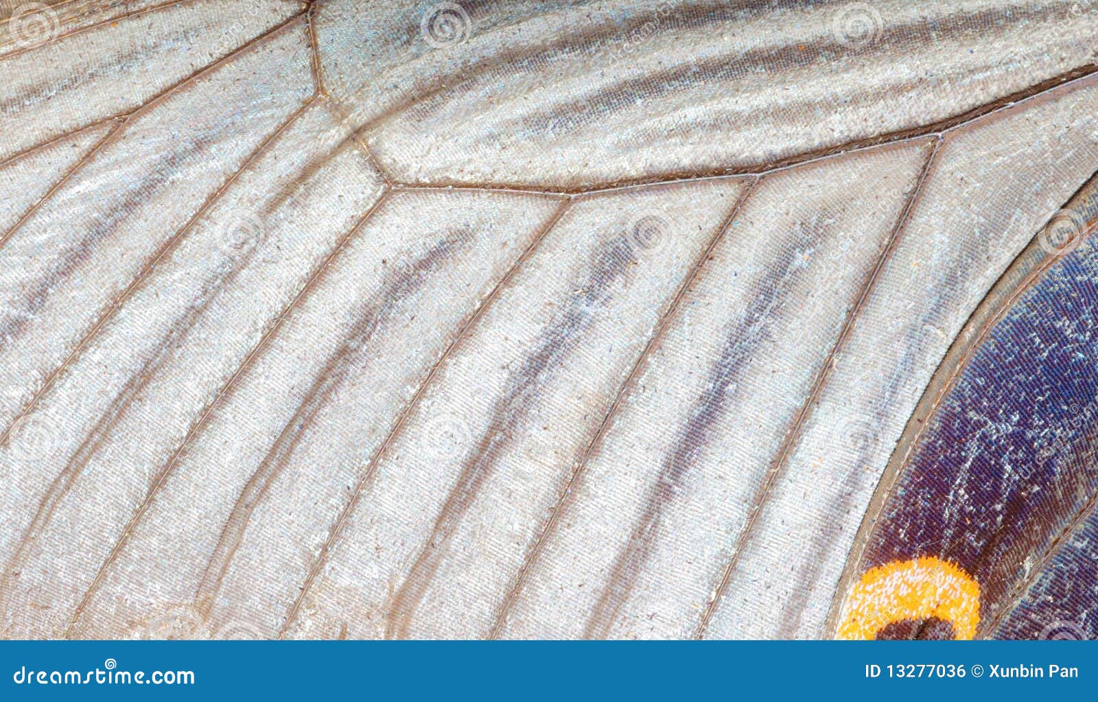Butterfly wing detail stock photo. Image of detailed - 13277036