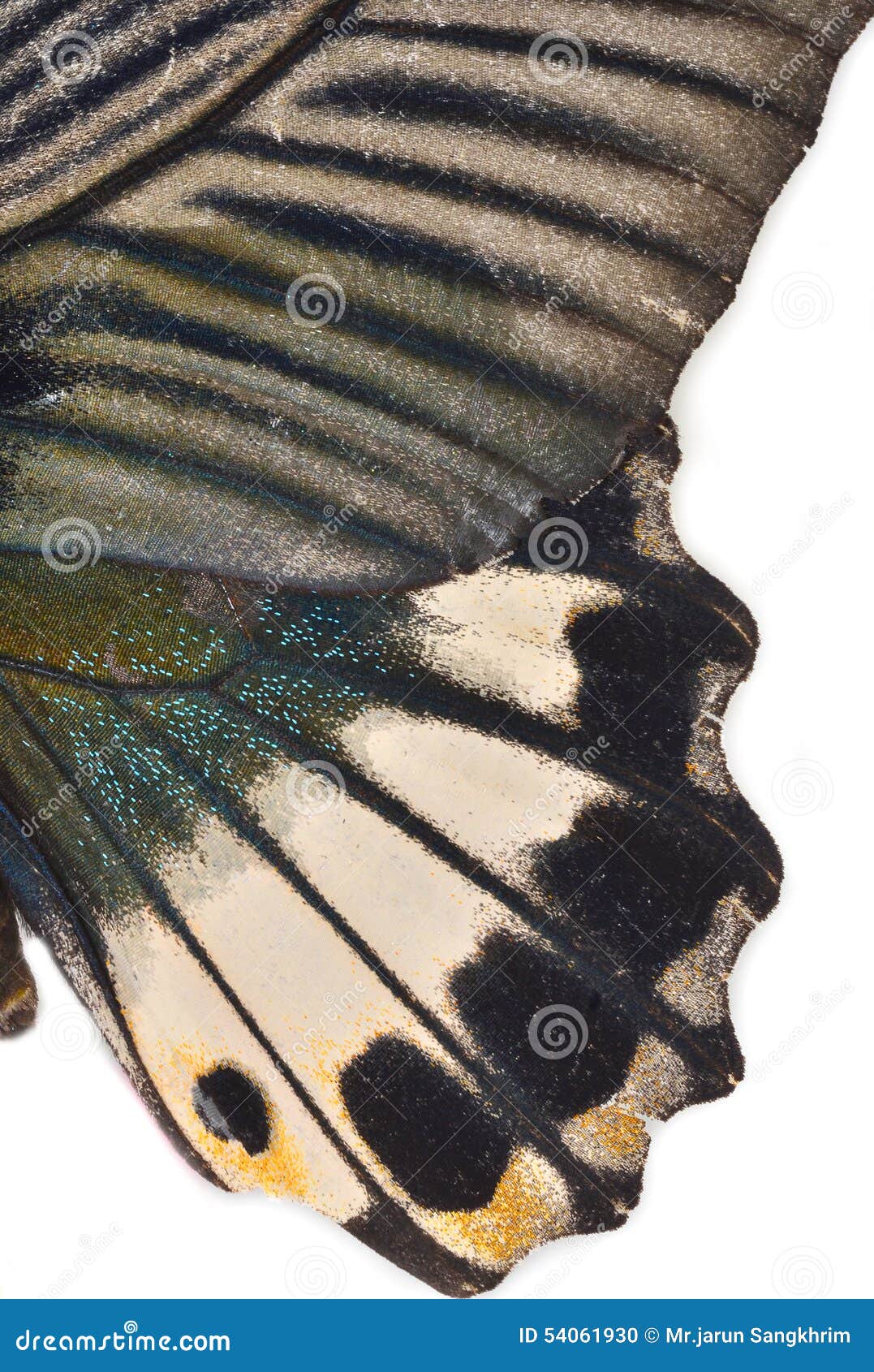 Butterfly Wing Texture Royalty-Free Stock Image | CartoonDealer.com ...