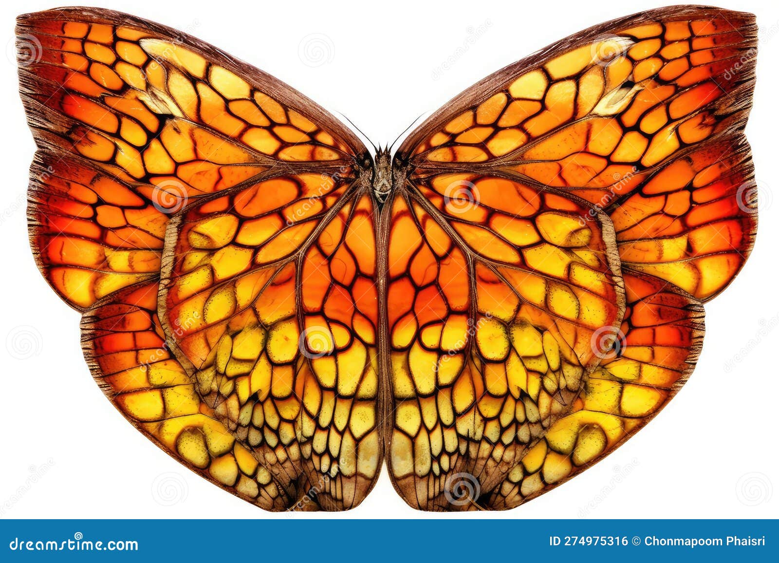 "Butterfly Wing Pattern": a Repeating Pattern Design that Incorporates ...