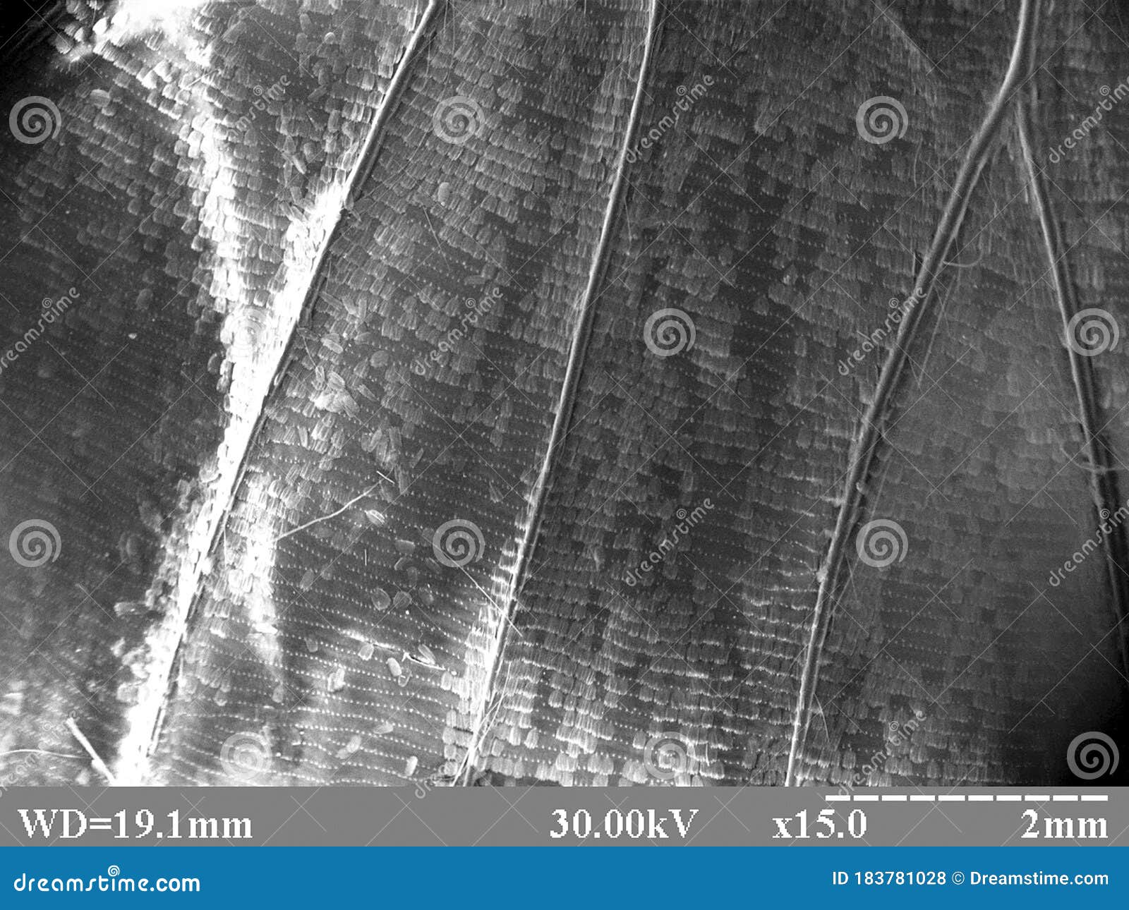 Butterfly wing structure stock photo. Image of microworld - 183781028