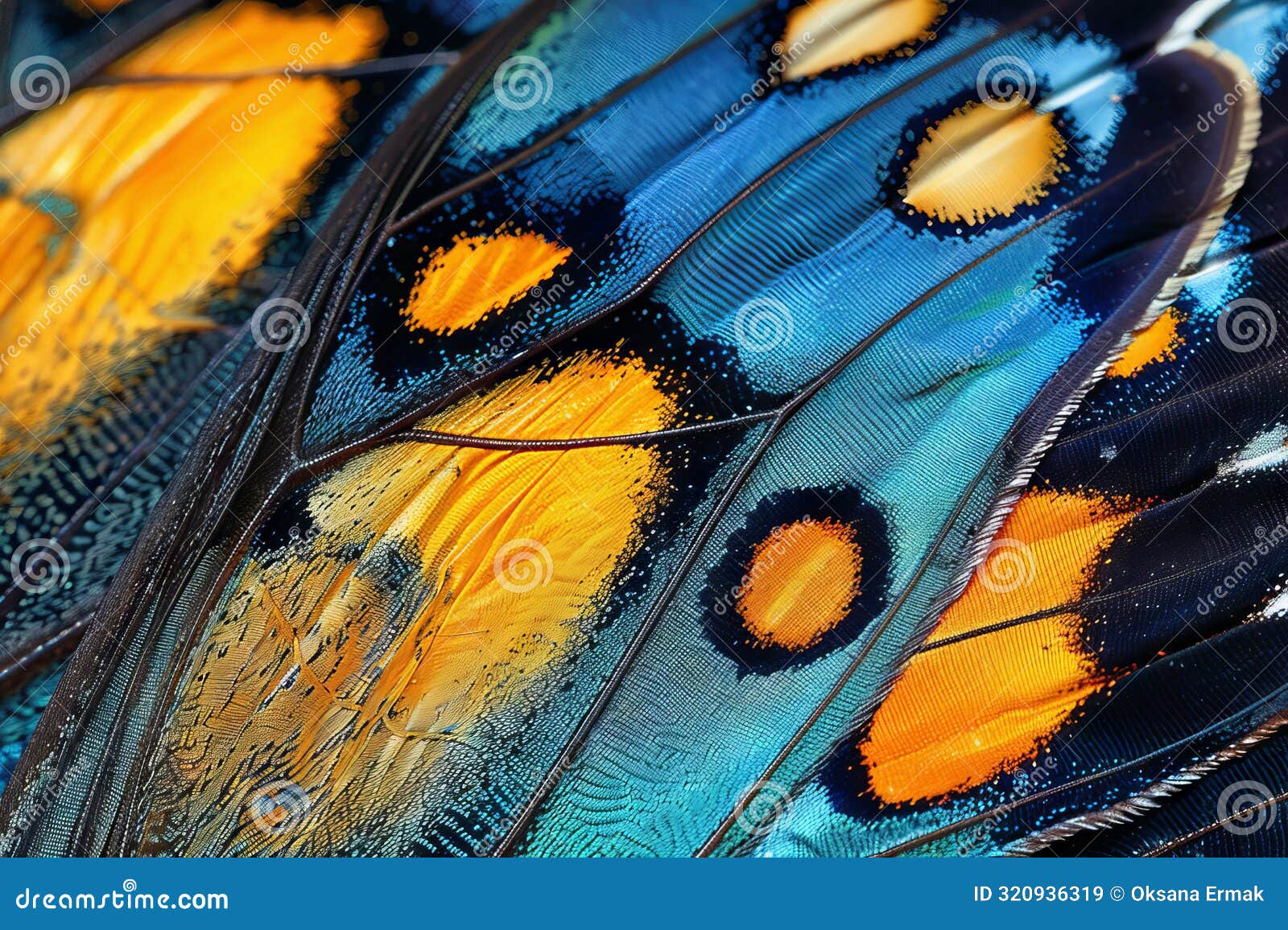 Butterfly Wing Texture Background, Insect Wings Macro Pattern ...