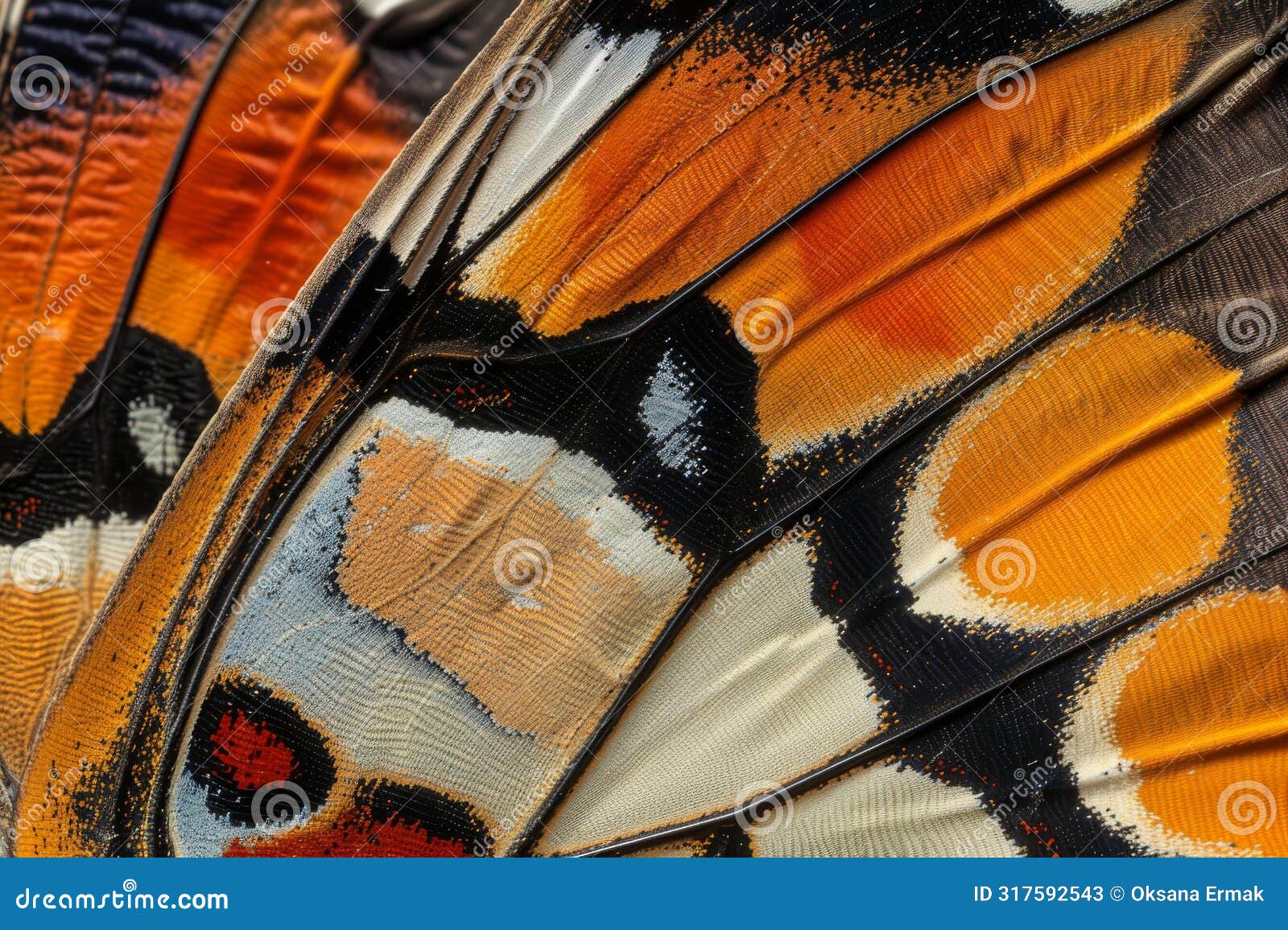Butterfly Wing Texture Background, Insect Wings Macro Pattern ...