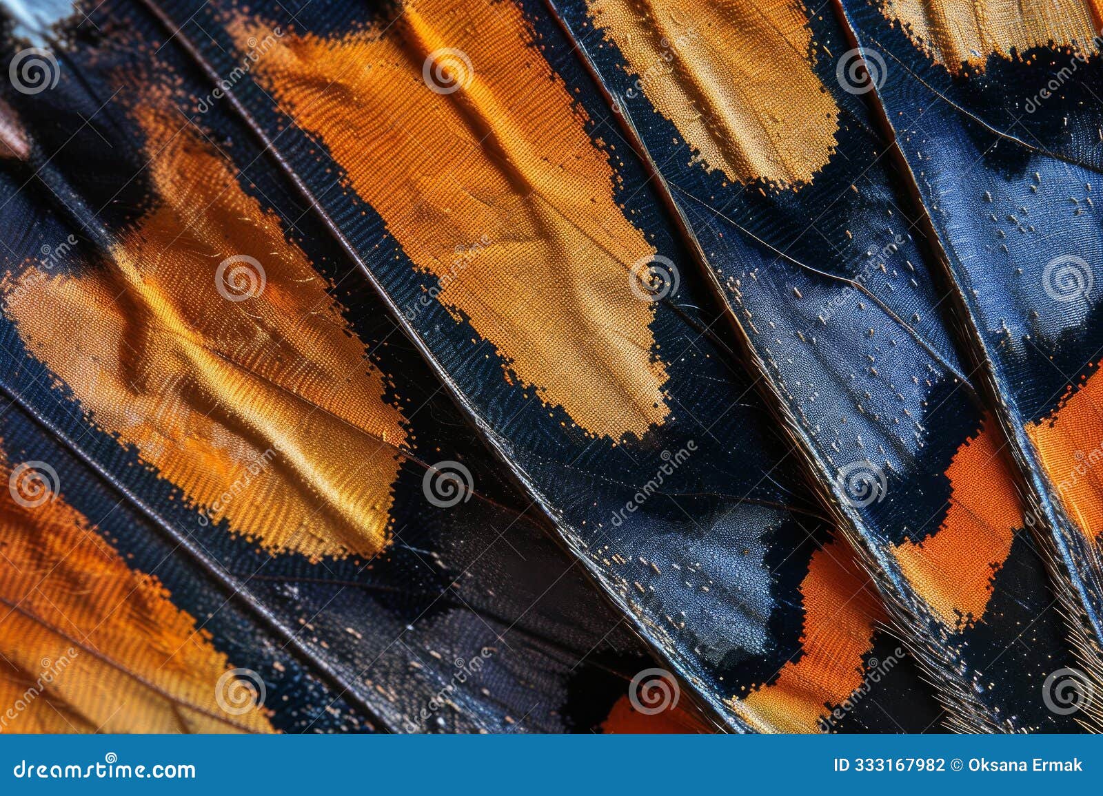 Butterfly Wing Texture Background, Insect Wings Macro Pattern ...