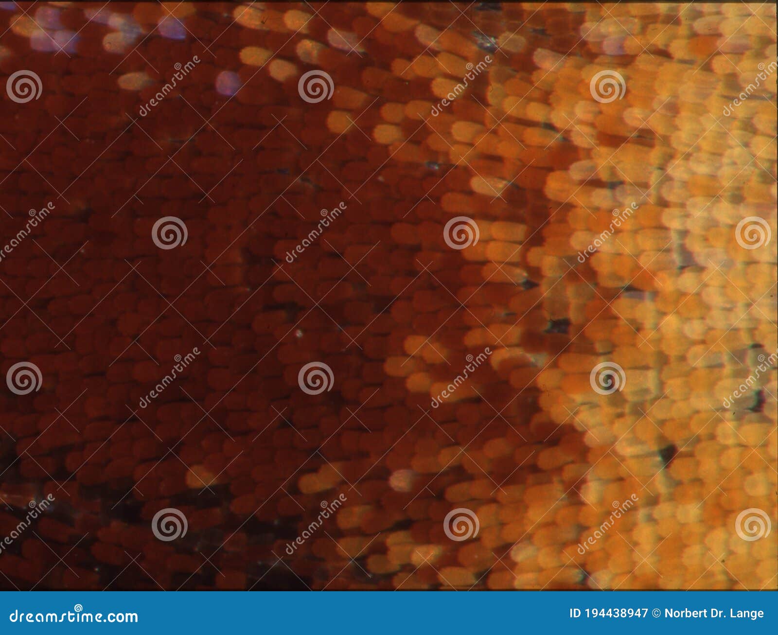 Butterfly Wing with Wing Scales Stock Image - Image of wings, scales ...