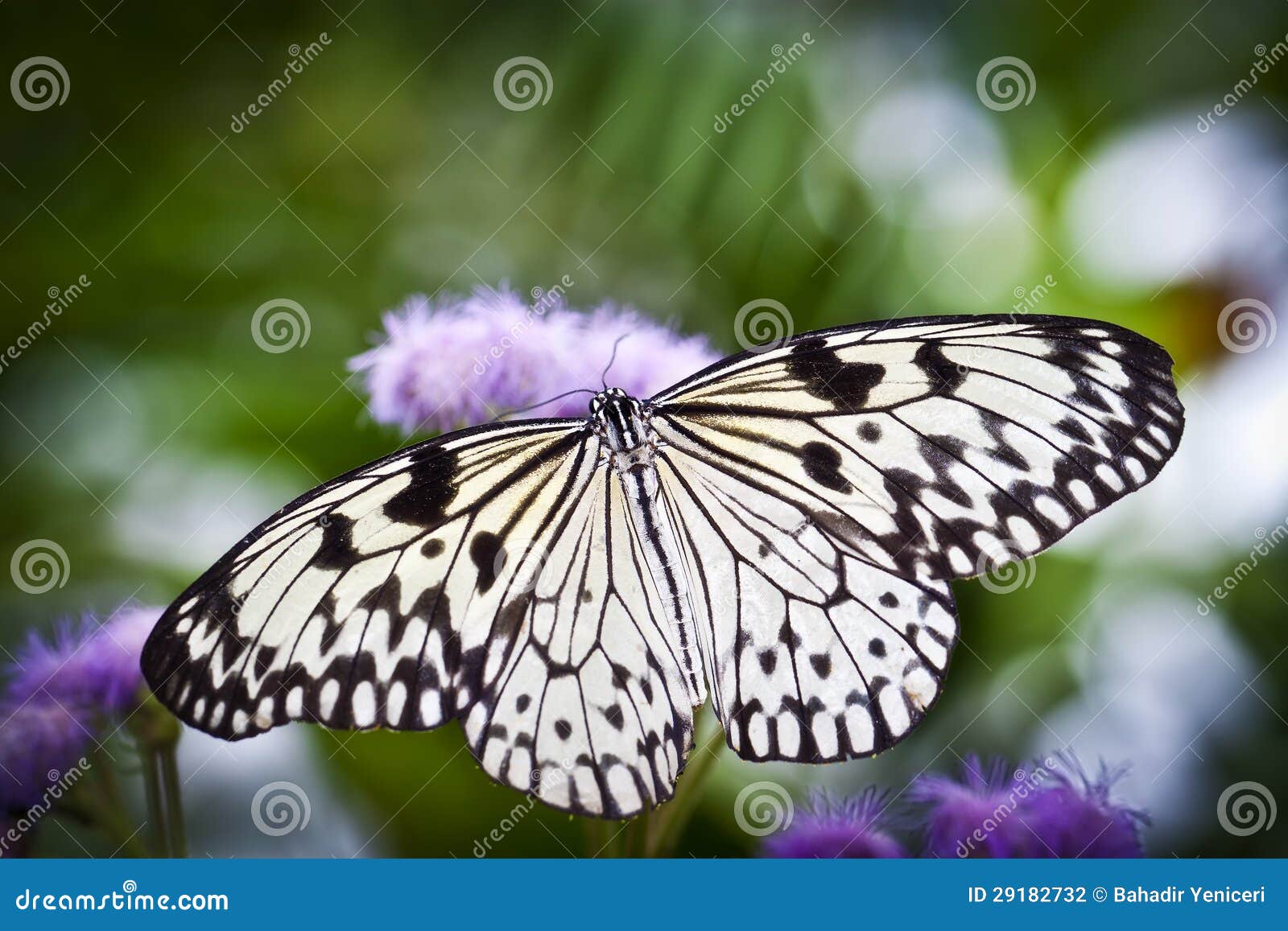 Butterfly Wings stock photo. Image of spring, wings, forest - 29182732