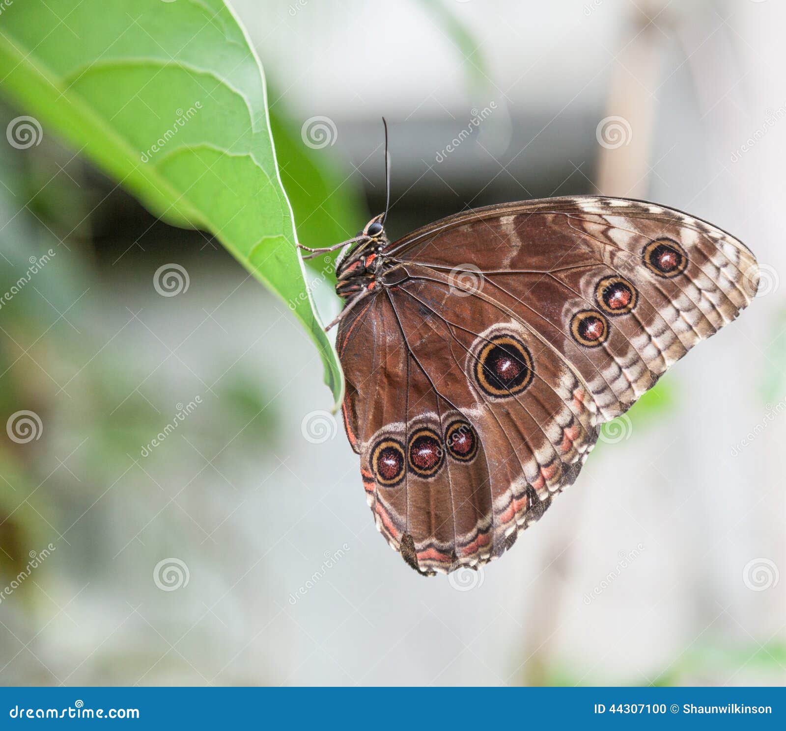 Butterfly with Wings Closed Stock Photo - Image of melpomene, common ...