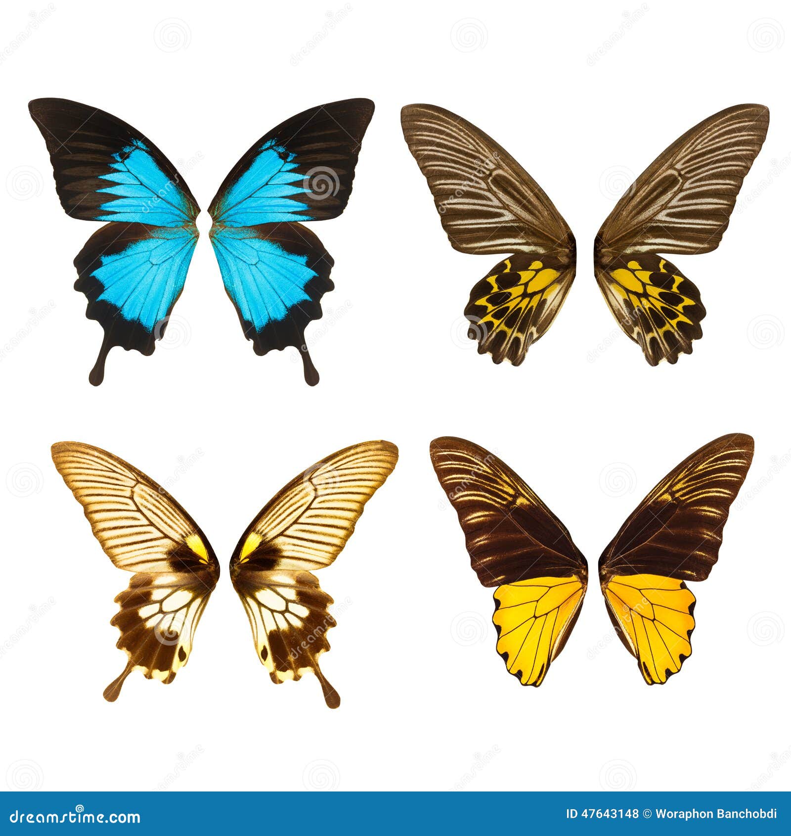 Butterfly wings stock photo. Image of detail, biology - 47643148