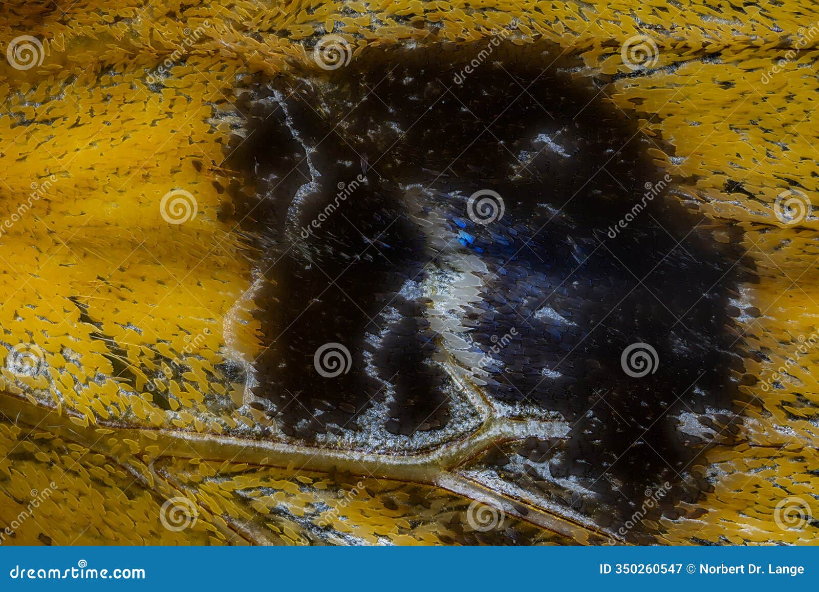 Butterfly Wings Tissue with Scales Stock Image - Image of think, light ...