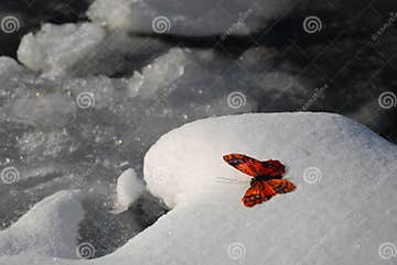 Butterfly in winter stock image. Image of beauteous, believed - 12784191