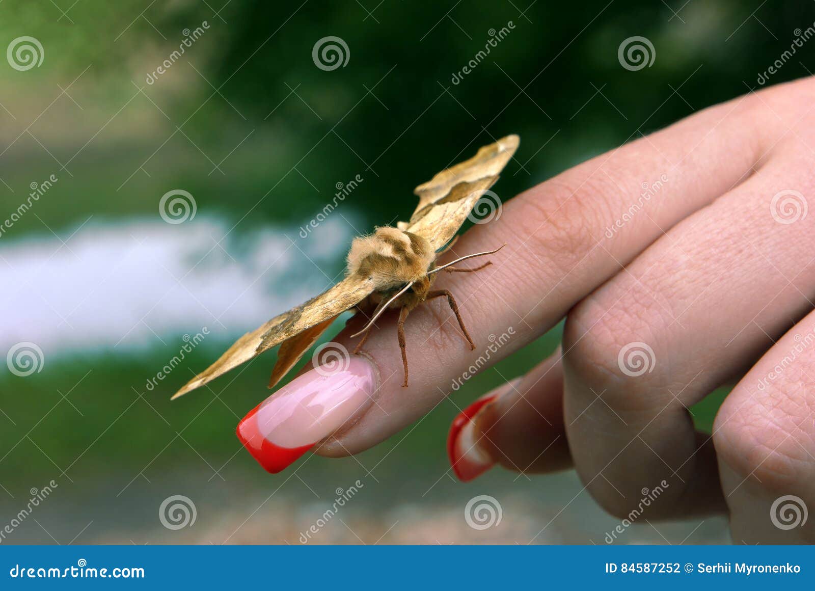 Butterfly on Woman`s Finger Stock Photo - Image of butterfly, wing ...