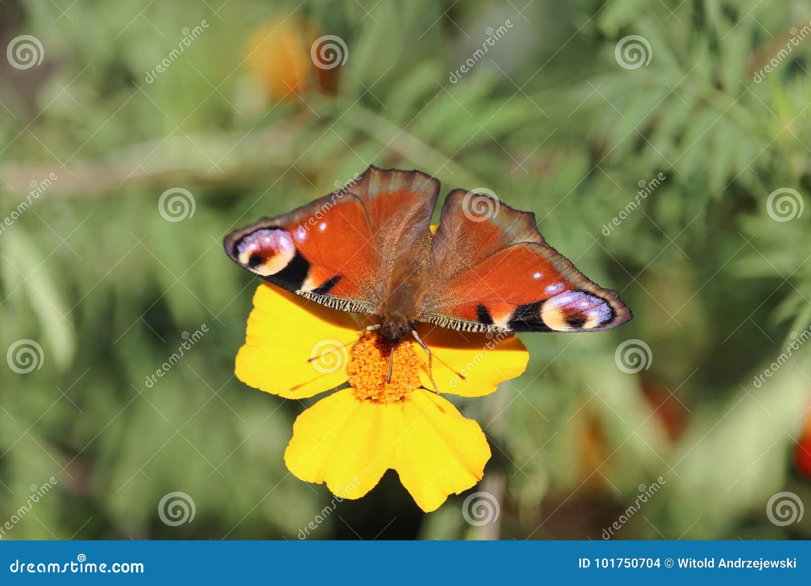 Butterfly at work stock photo. Image of close, outdoors - 101750704
