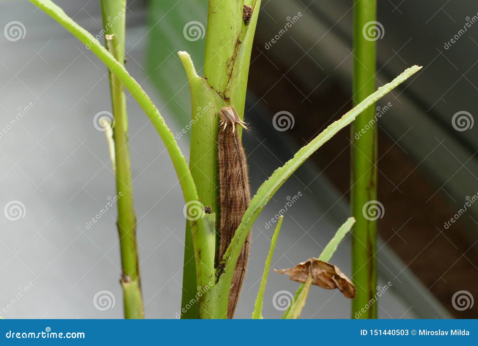 Butterfly worm stock image. Image of green, lepidoptera - 151440503
