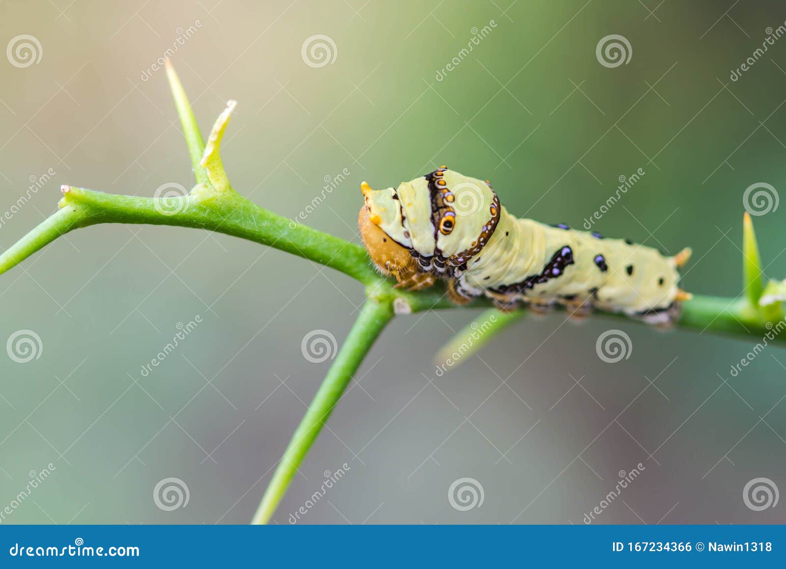 Butterfly worm on branch stock photo. Image of bright - 167234366