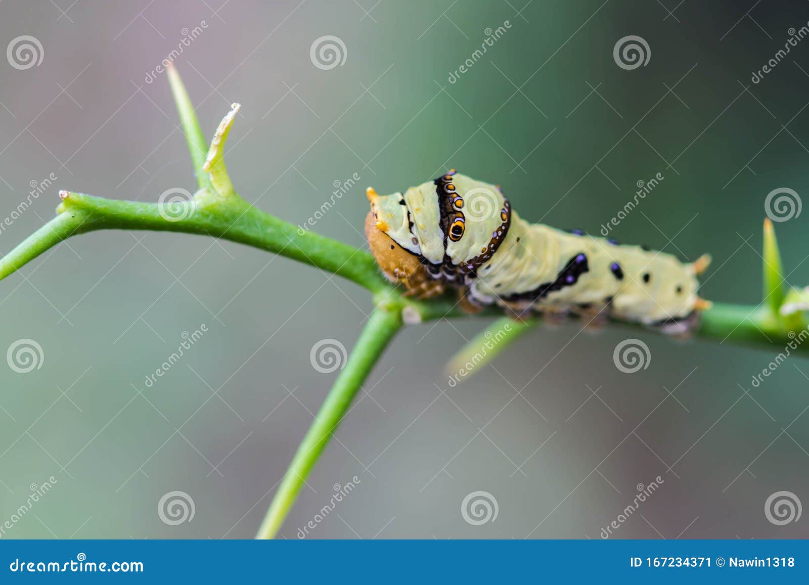 Butterfly worm on branch stock image. Image of hoverfly - 167234371