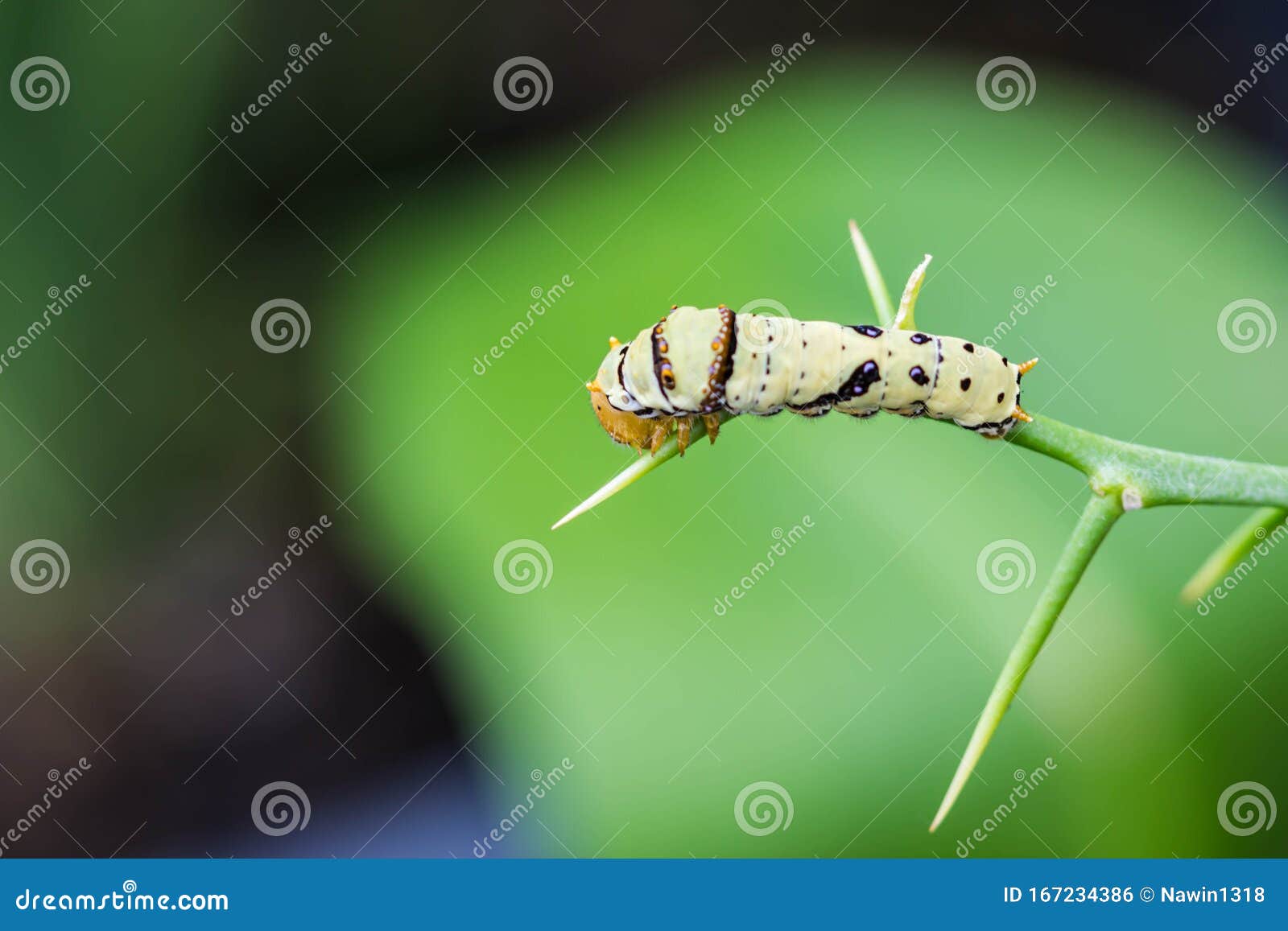 Butterfly worm on branch stock photo. Image of asparagaceae - 167234386