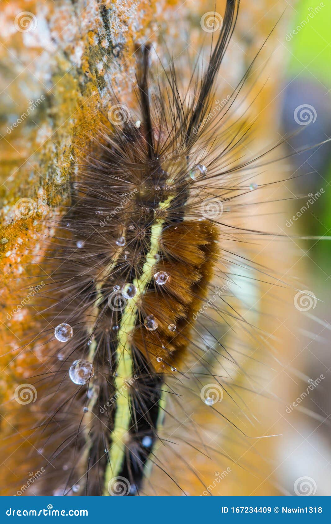 Butterfly worm on branch stock image. Image of asparagaceae - 167234409