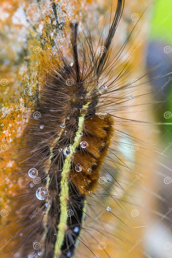 Butterfly worm on branch stock image. Image of asparagaceae - 167234409