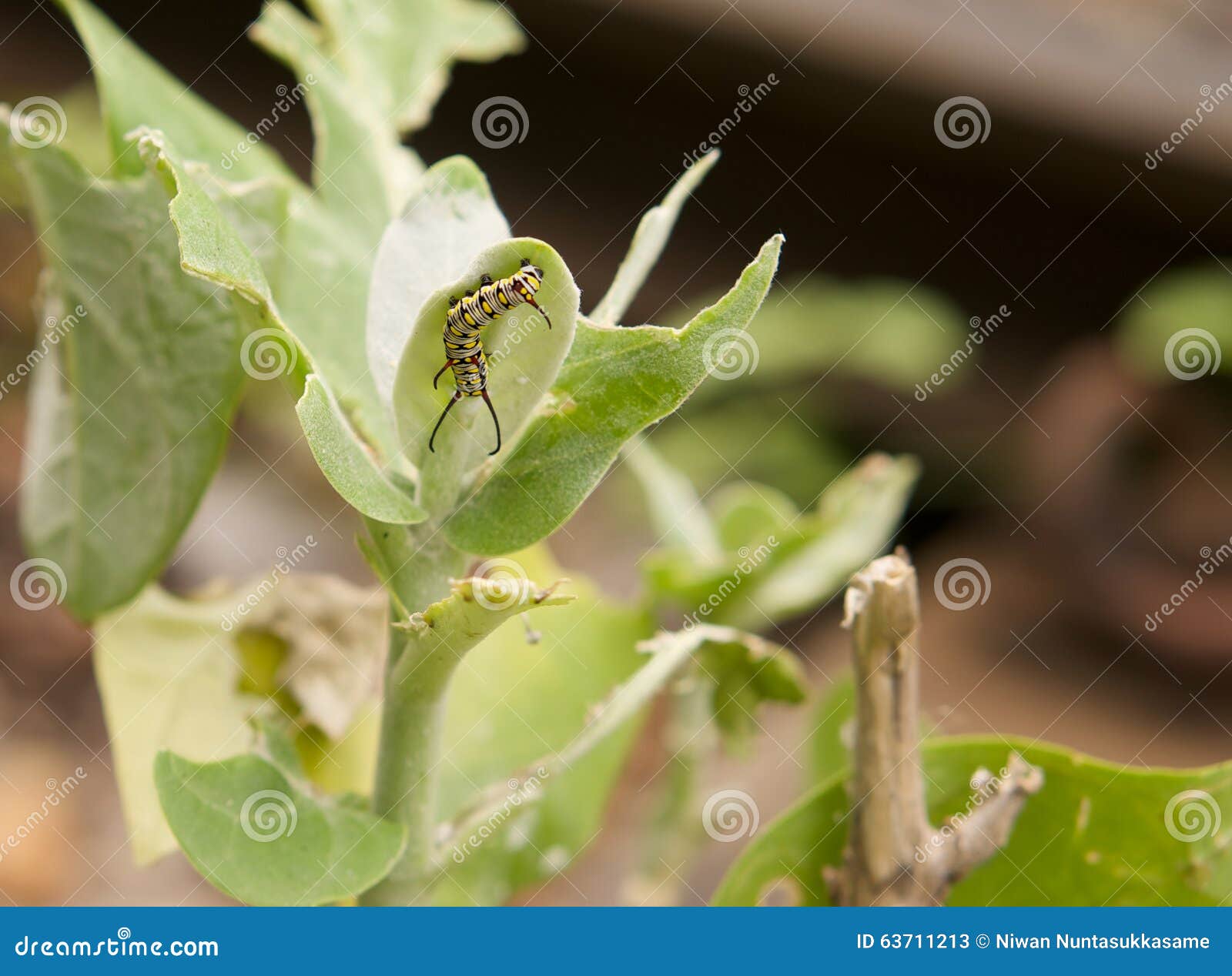 Butterfly worm stock image. Image of colorful, garden - 63711213
