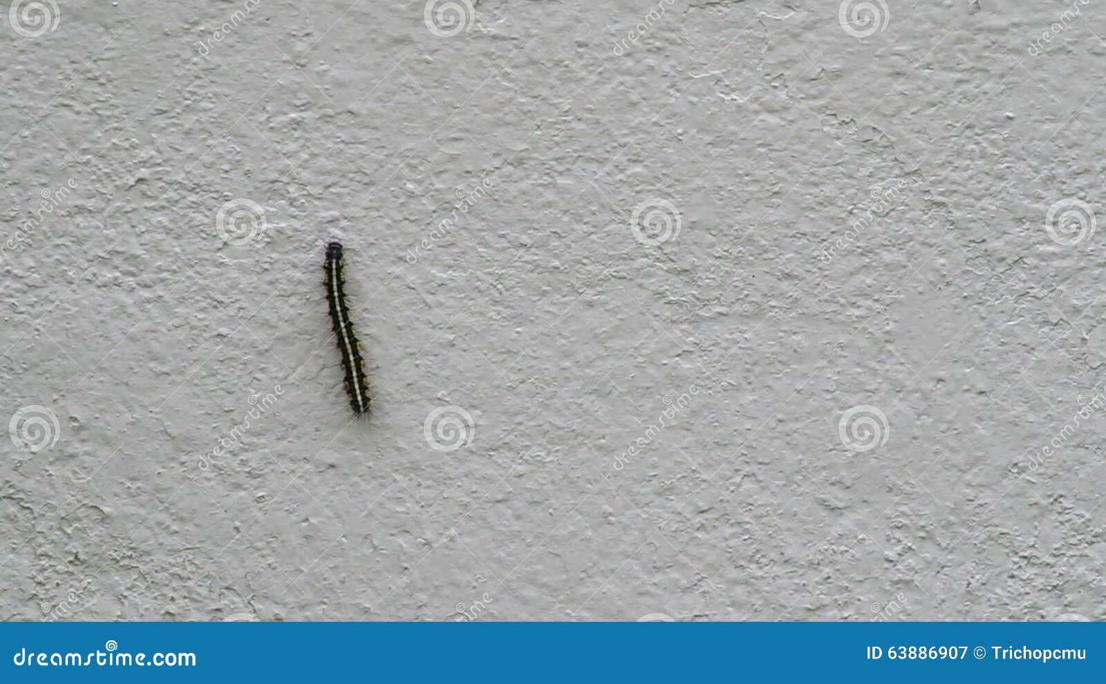 Butterfly Worm Stock Footage & Videos - 1,076 Stock Videos