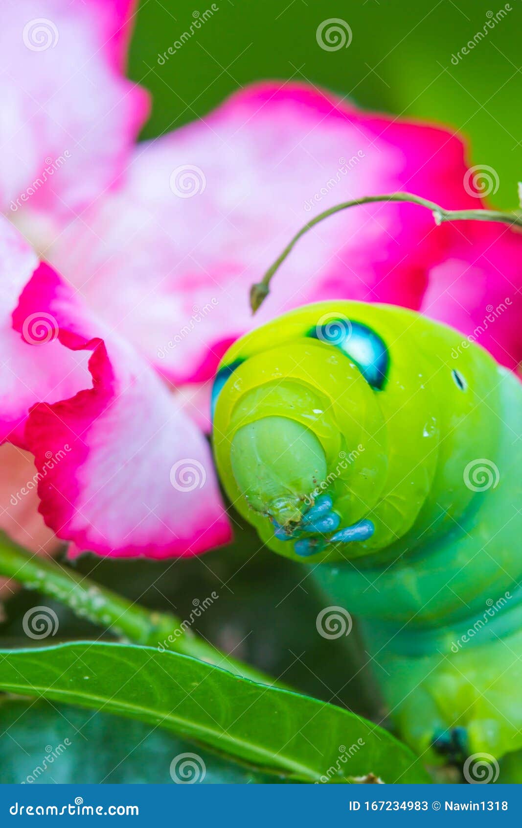 Butterfly Worm on Green Leaf Stock Image - Image of animal, eating ...