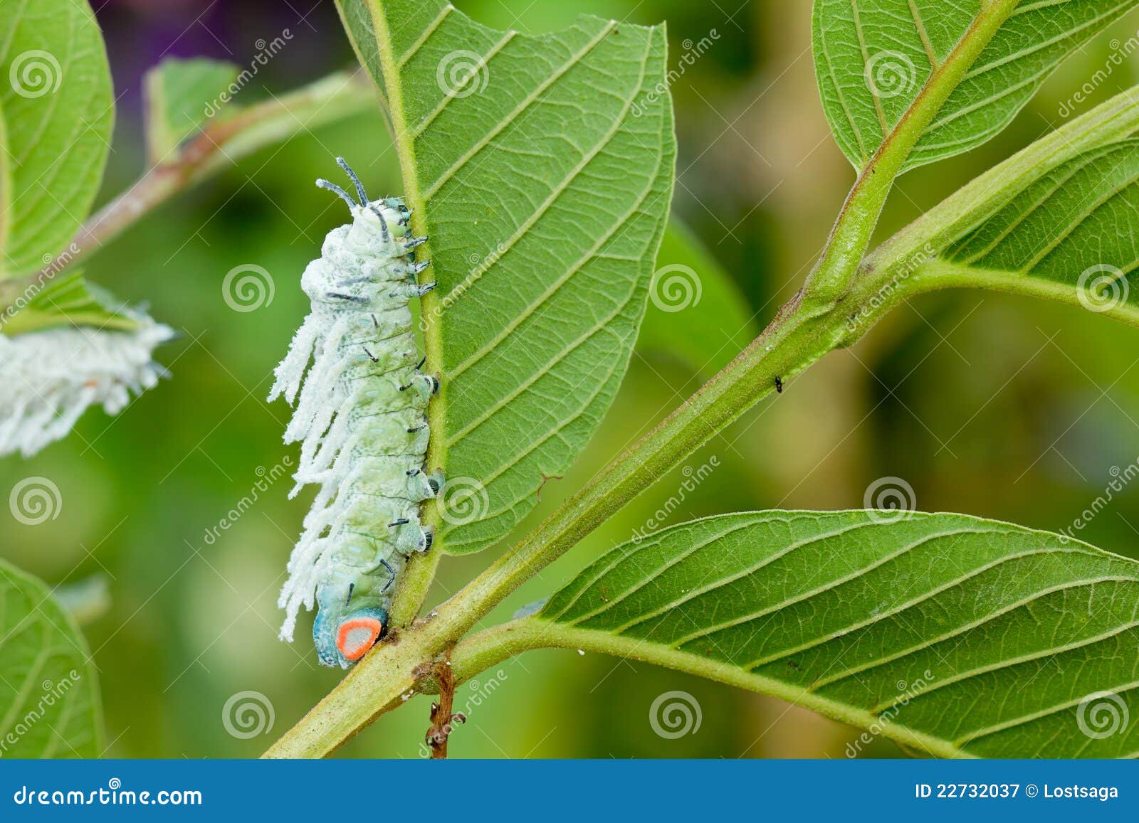Butterfly Worm on Green Leaf Stock Image - Image of green, nature: 22732037