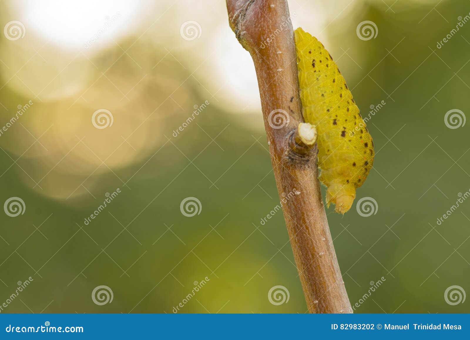 Butterfly worm stock photo. Image of garden, flower, scarce - 82983202