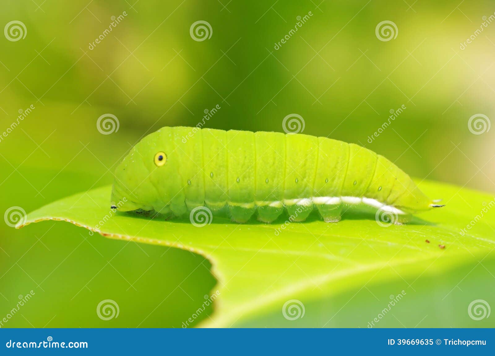 A butterfly worm stock image. Image of closeup, plant - 39669635