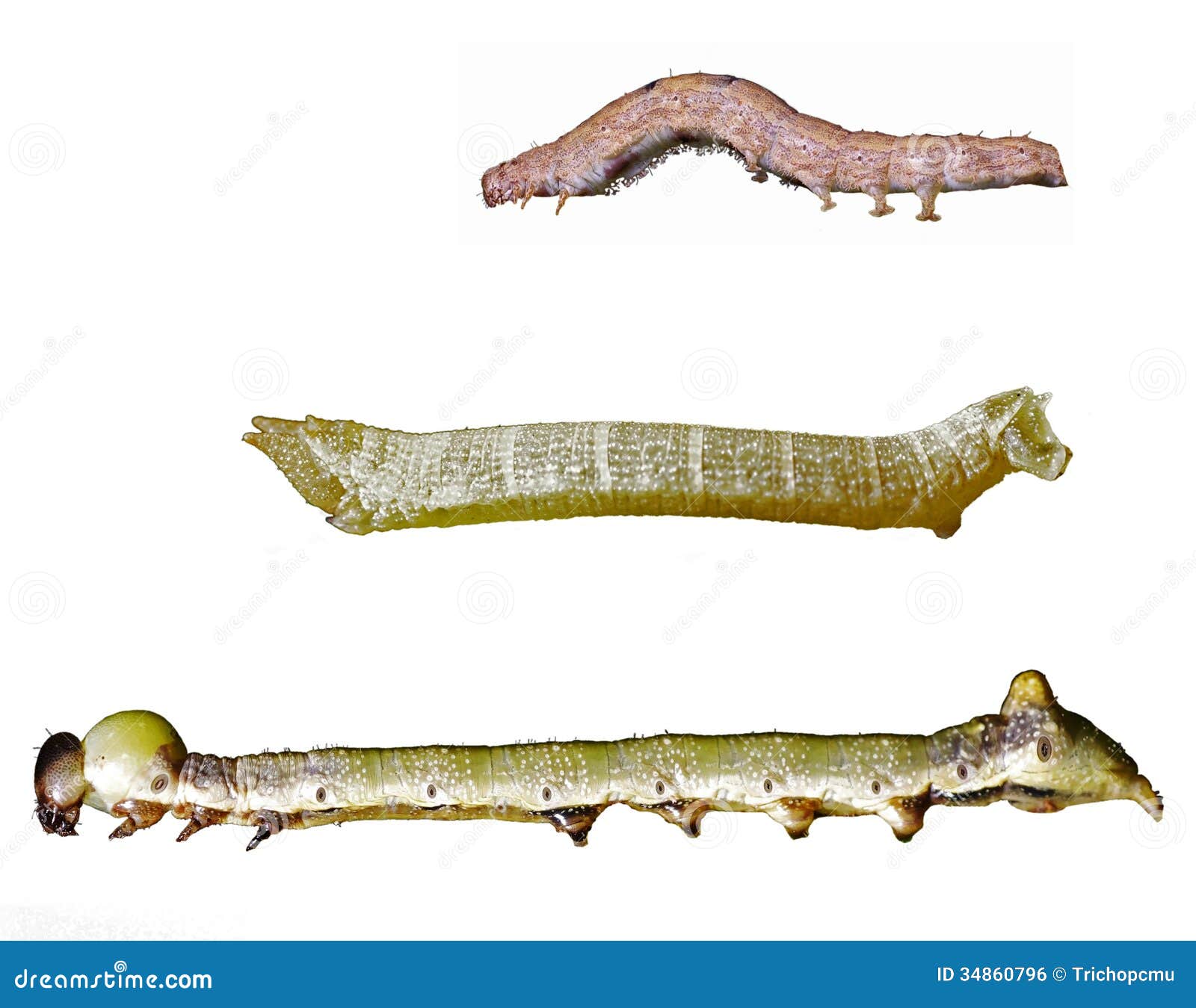 Butterfly worms isolation stock photo. Image of pest - 34860796