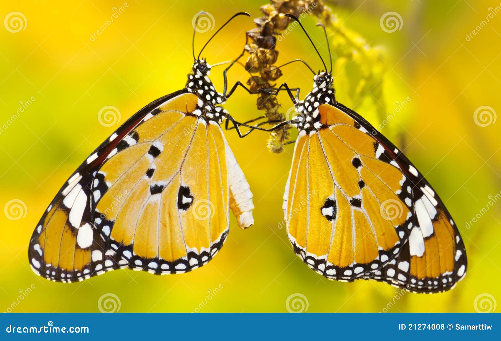 Butterfly yellow stock photo. Image of delicate, color - 21274008