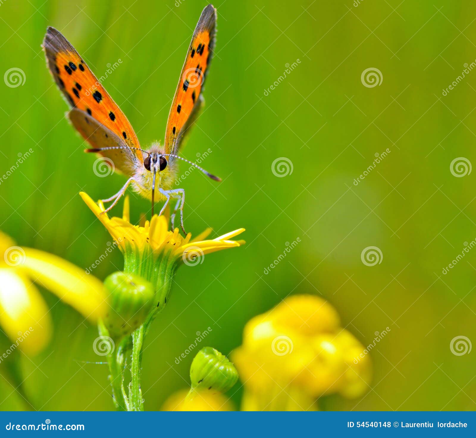 Butterfly on yellow flower stock photo. Image of drop - 54540148