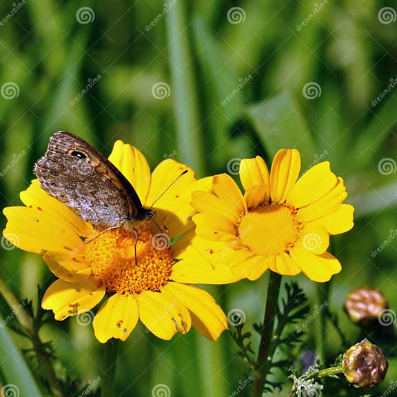 Butterfly on yellow flower stock image. Image of habitat - 30926801