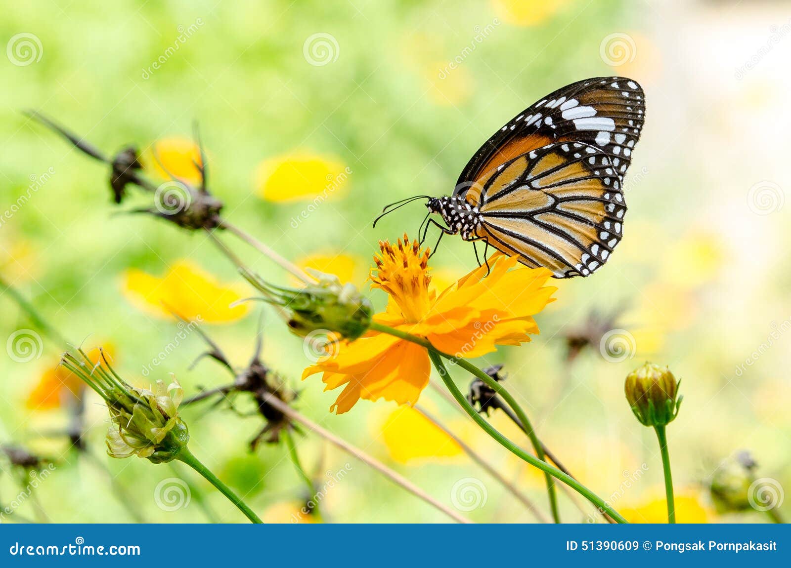 Butterfly On Yellow Garden Flower Stock Image | CartoonDealer.com #83849923