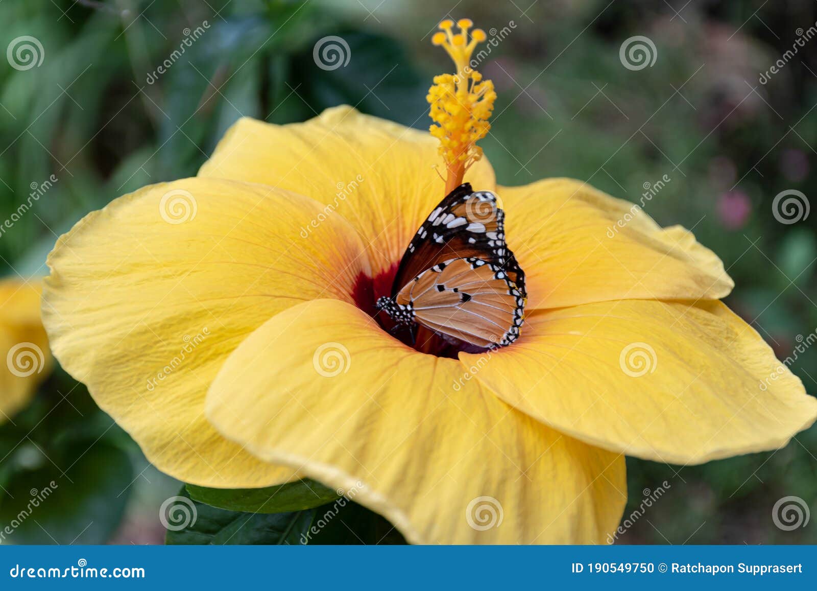 Butterfly on a Yellow Hibiscus Flower Stock Photo - Image of fresh ...