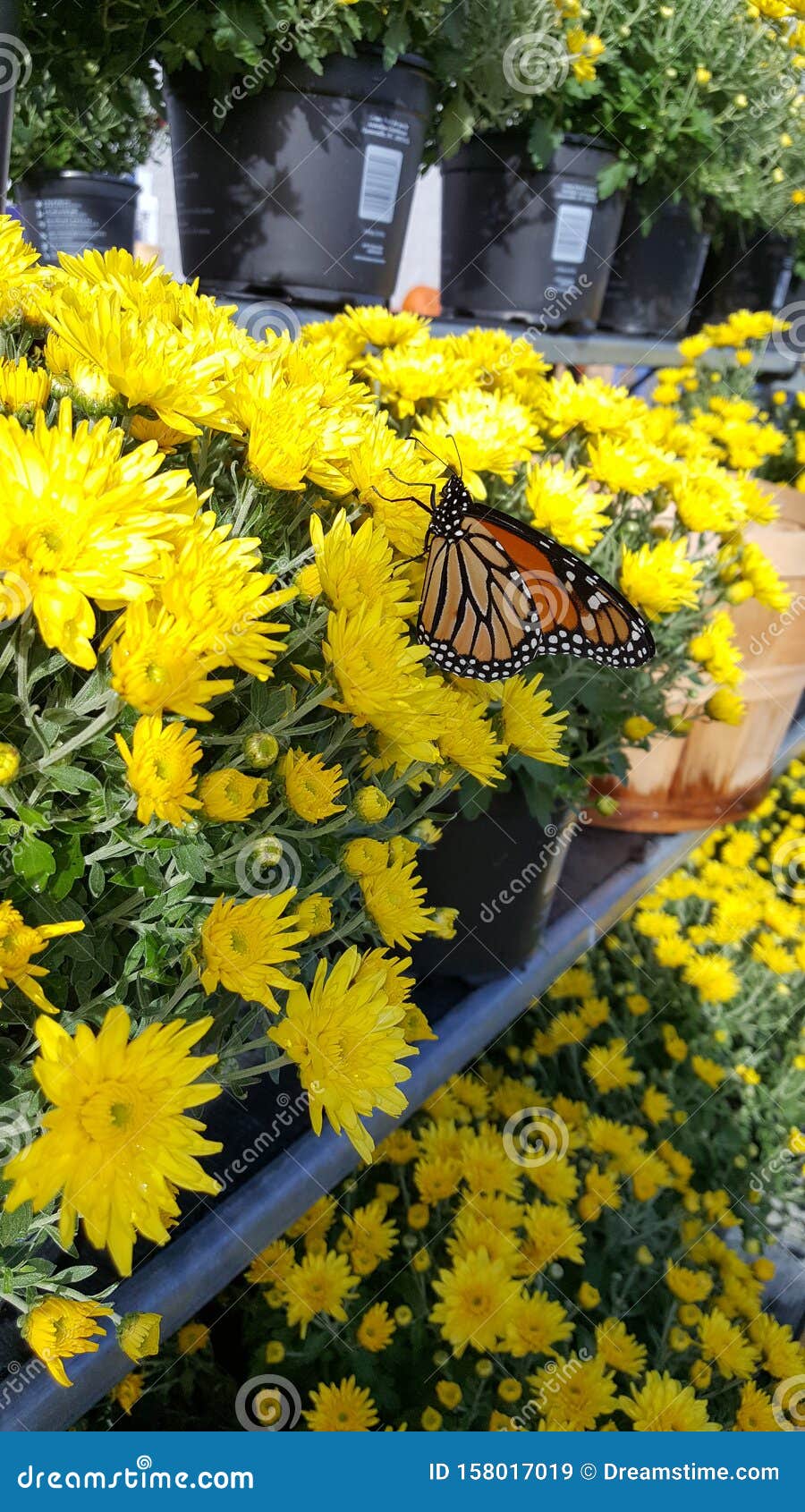 Butterfly Yellow Mum Fall Monarch Stock Image - Image of yellow, fall ...