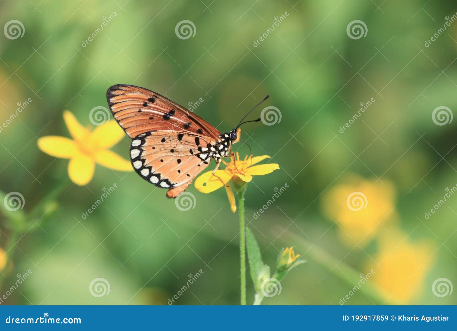 Butterfly Yellow Wing Insect Nature Stock Image - Image of insect ...