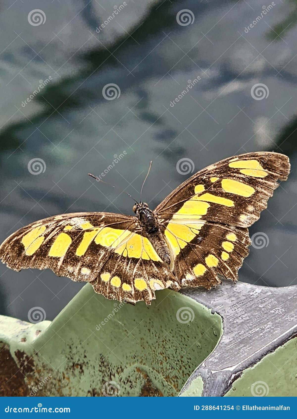 Butterfly with Yellow Wings Stock Photo - Image of nature, invertebrate ...