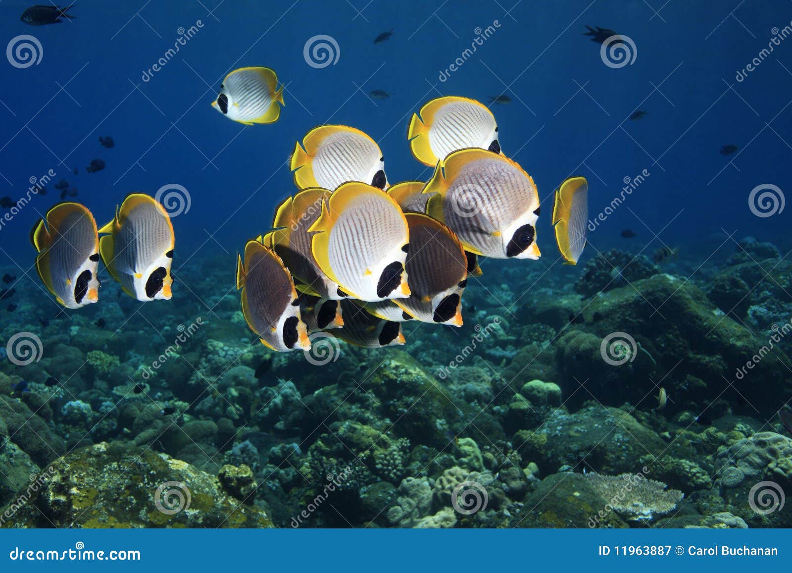 Philippine Butterflyfish Royalty-Free Stock Photography | CartoonDealer ...