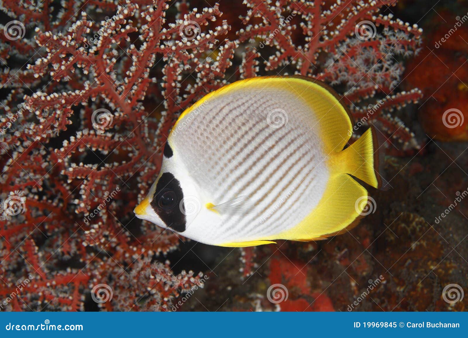 Philippine Butterflyfish Royalty-Free Stock Photography | CartoonDealer ...