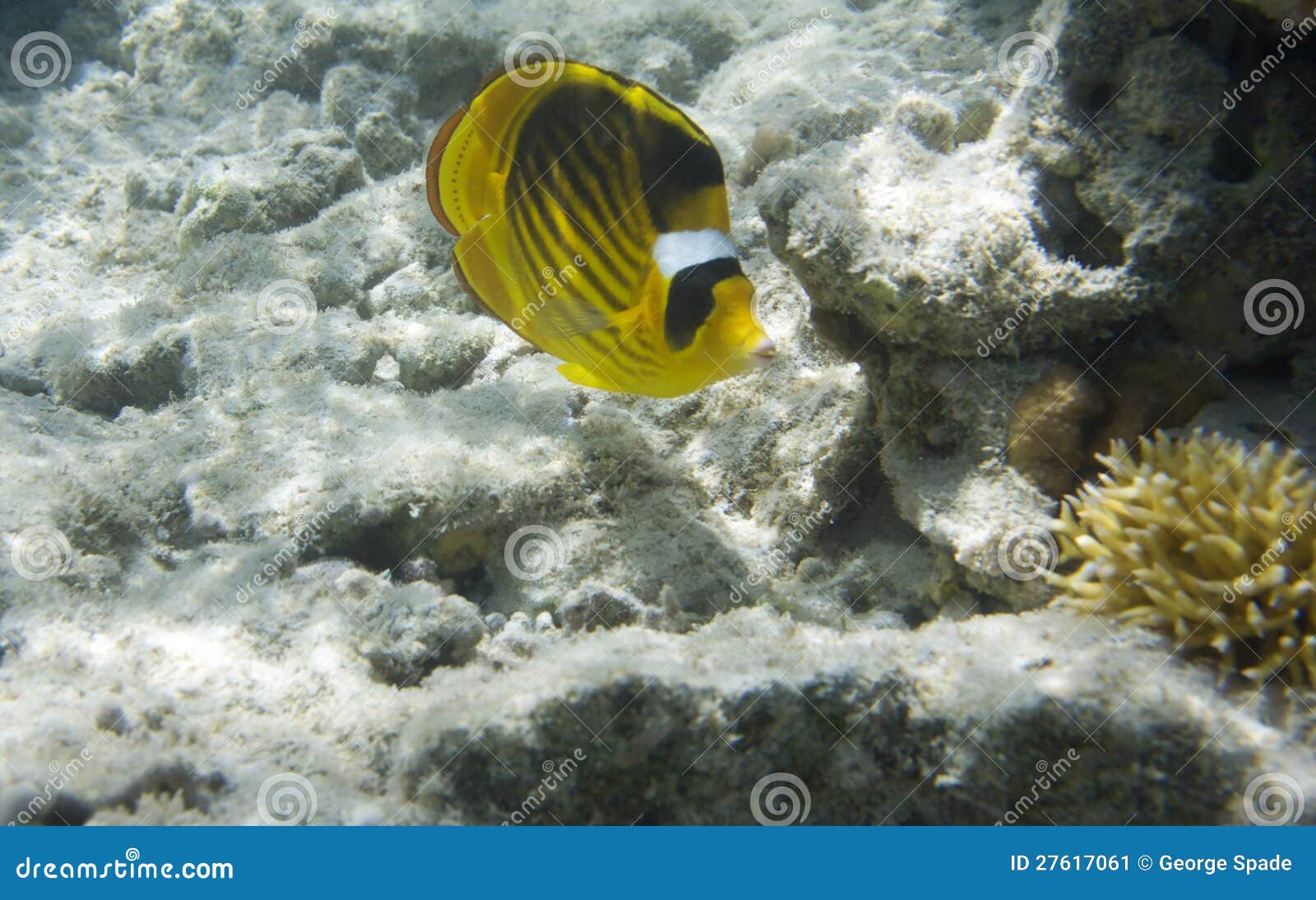 Butterflyfish stock image. Image of beauty, natural, aquatic - 27617061