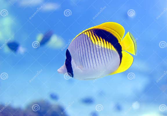 Butterflyfish stock image. Image of seascape, impressive - 791279