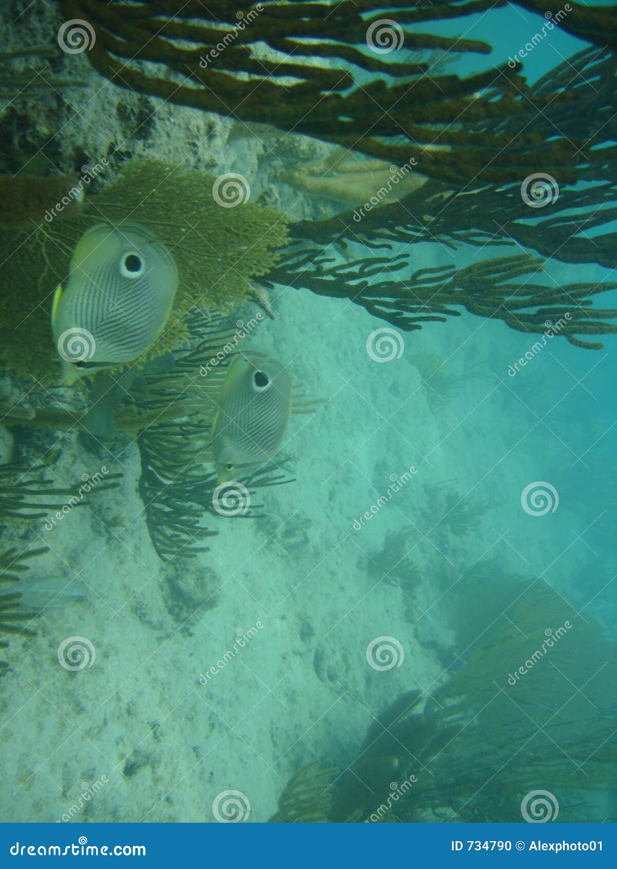 Butterflyfish in Caribbean Waters, Puerto Rico Stock Photo - Image of ...